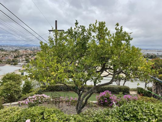 ALL ACCESS TREE CARE - Updated January 2026 - 185 Photos & 316 Reviews ...