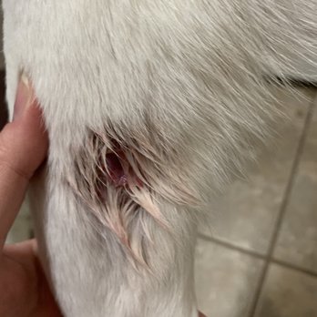 LEO & LUCKY’S - Updated October 2025 - 14 Photos & 48 Reviews - 8943 US ...