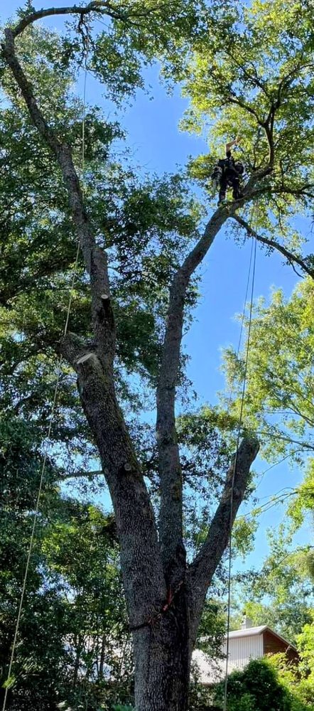 JD’S TREES AND YARDS - Updated July 2024 - Request a Quote ...