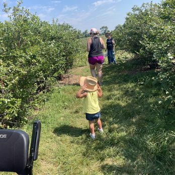 BRYANT BLUEBERRY FARM - Updated July 2025 - 38 Photos - 6900 Oak Park ...