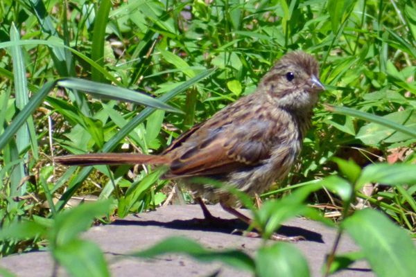 FORT C F SMITH PARK - Updated October 2025 - 51 Photos - 2411 24th St N ...