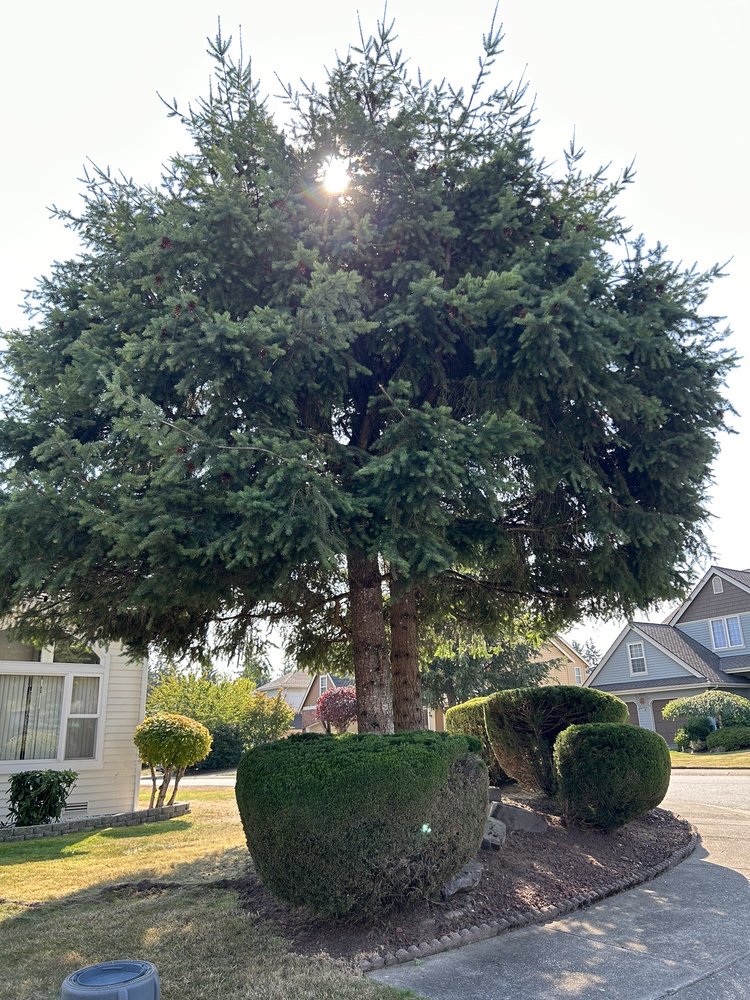 LEON LANDSCAPING - Kent, Washington - Lawn Services - Phone Number - Yelp