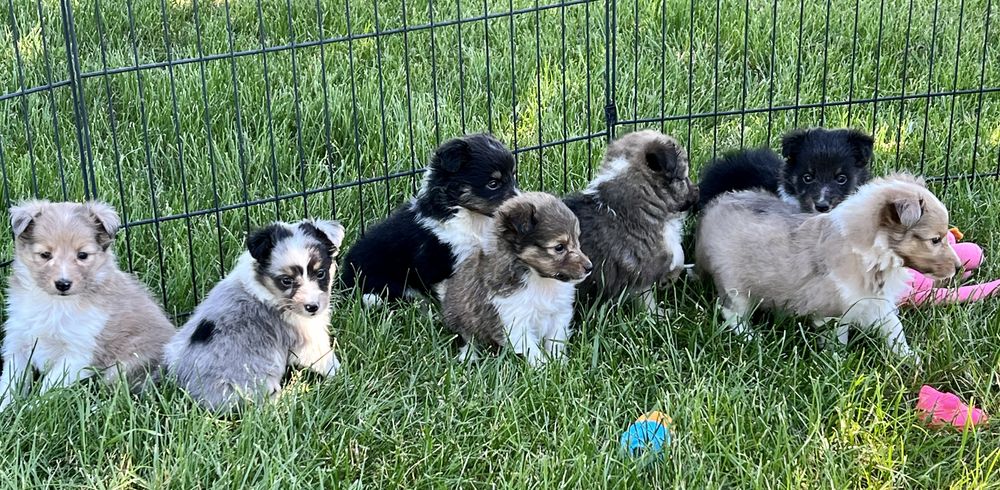 PREPPY PUPS - Updated December 2025 - 45 Photos & 21 Reviews - 8302 W ...