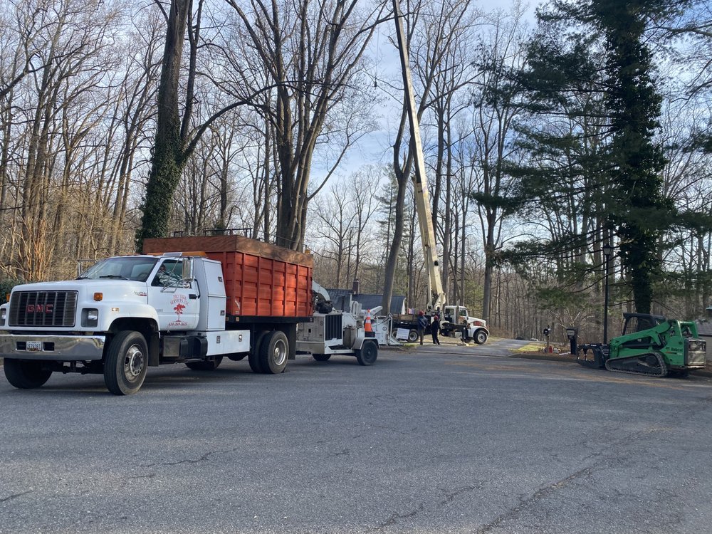PRO TREE SERVICES - Updated October 2025 - 14 Photos - Baltimore ...