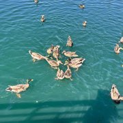 RIPARIAN PRESERVE AT WATER RANCH - 636 Photos & 222 Reviews - 2757 E ...