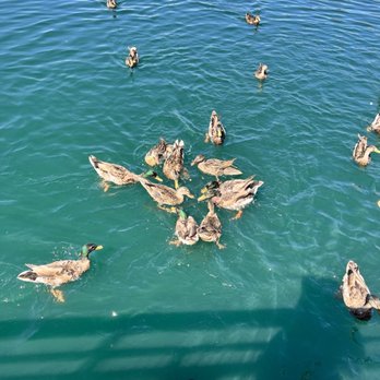 RIPARIAN PRESERVE AT WATER RANCH - 640 Photos & 225 Reviews - 2757 E ...