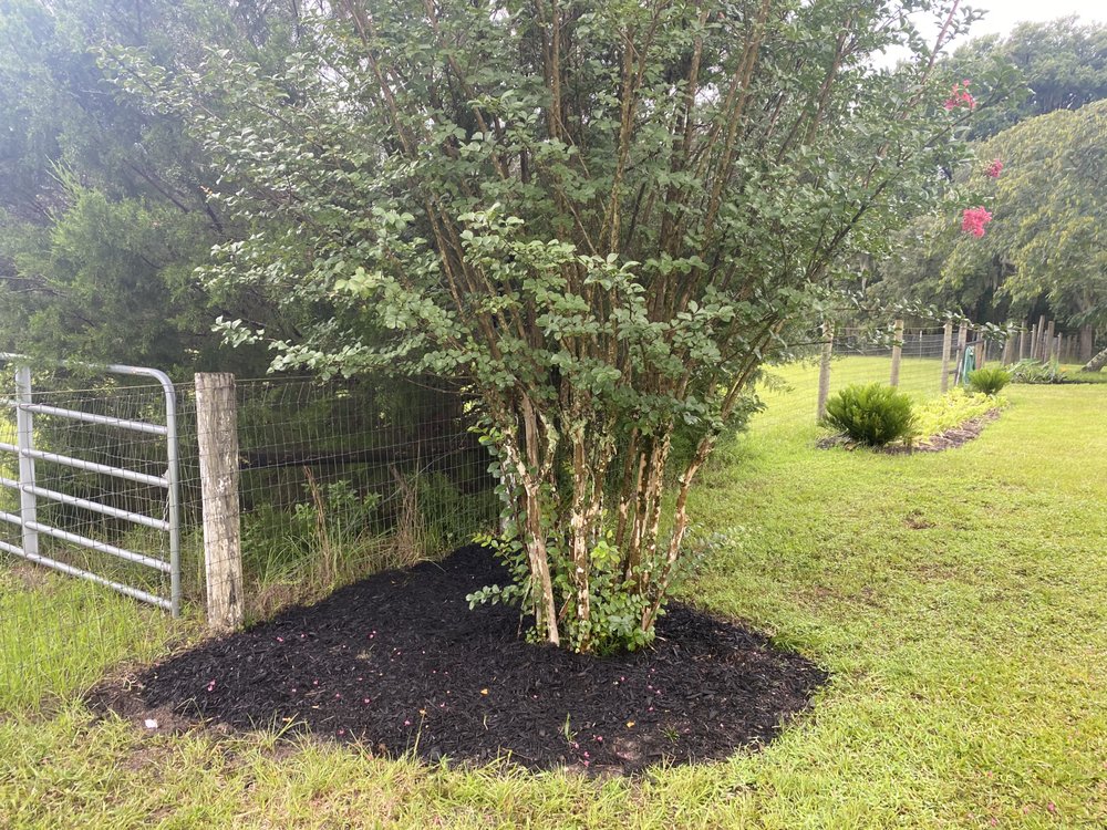 TREE AMIGOS LANDSCAPING - Updated April 2026 - Request a Quote - Ocala ...