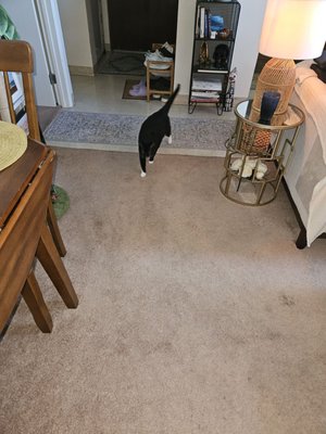 HAWAIIAN RENT-ALL - Updated December 2025 - 45 Photos & 58 Reviews ...