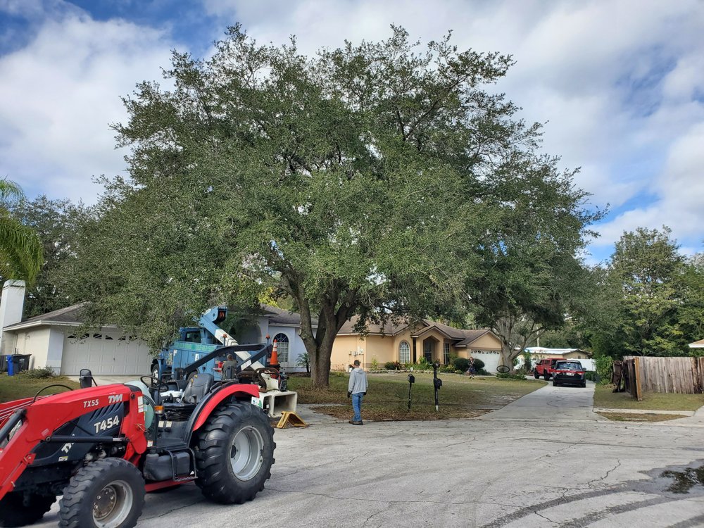 MR TREES - Updated May 2024 - 15 Photos - Dade City, Florida - Tree ...