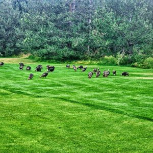 JEREMY RANCH GOLF & COUNTRY CLUB - Updated December 2025 - 87 Photos ...