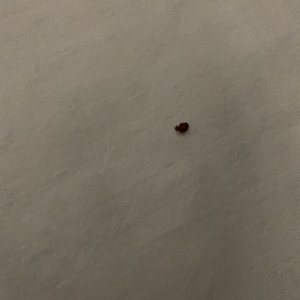 CROWN MOTOR INN - Updated July 2025 - 22 Photos & 25 Reviews - 7401 ...