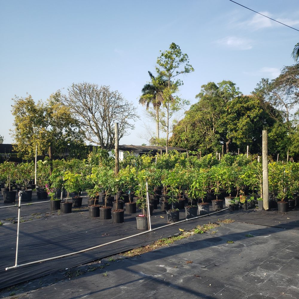Y & D TROPICAL TREES - Updated April 2024 - 26430 SW 177th Ave, Redland ...