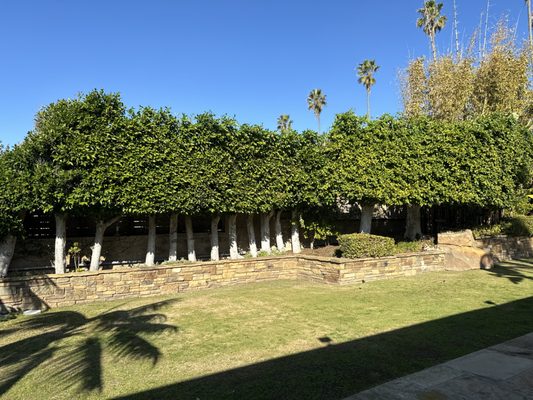 IC TREES - Updated October 2025 - 39 Photos - San Diego, California - Tree Services - Phone ...