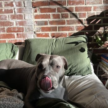 DEKALB COUNTY ANIMAL SERVICES - Updated October 2025 - 27 Photos & 57 ...