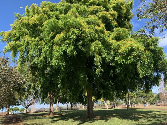 PATSY T. MINK CENTRAL OAHU REGIONAL PARK - Updated August 2025 - 704 ...