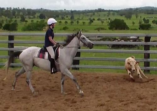 FOREST LAKE RIDING SCHOOL - Updated October 2025 - 19 Greentree Cres ...