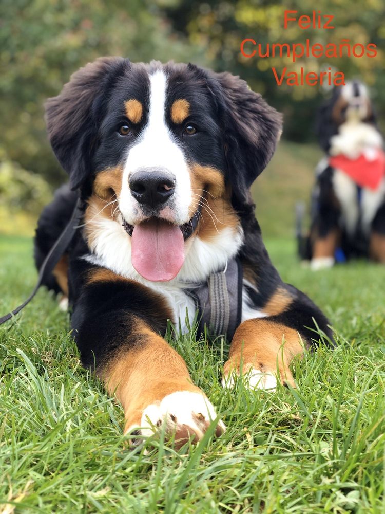 CAT DIGGITY DOG SALON - 554 Photos & 85 Reviews - 37 Woodbury Rd ...