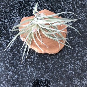 NOBLE PLANTS - 44 Photos & 87 Reviews - Nurseries & Gardening - 106-A W ...