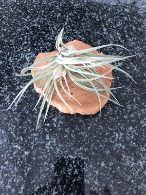 NOBLE PLANTS - Updated July 2024 - 44 Photos & 90 Reviews - 106 W 28th ...