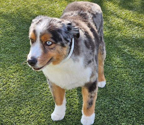 RILEY’S RANCH PET RESORT - Updated December 2025 - 13 Photos & 12 ...