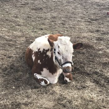 MUSCOOT FARM - Updated December 2025 - 186 Photos & 47 Reviews - 51 Rt ...