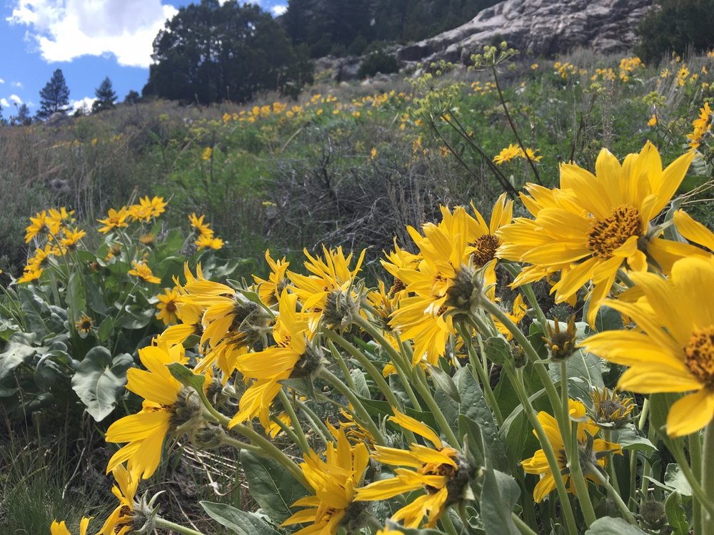 SINKS CANYON STATE PARK - Updated May 2024 - 13 Photos - 3079 Sinks ...