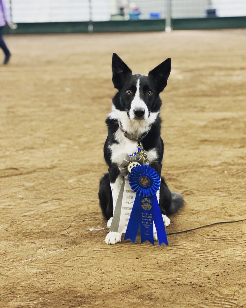 PAWSITIVE DOG TRAINING SCHOOL - Updated March 2024 - 21 Photos ...