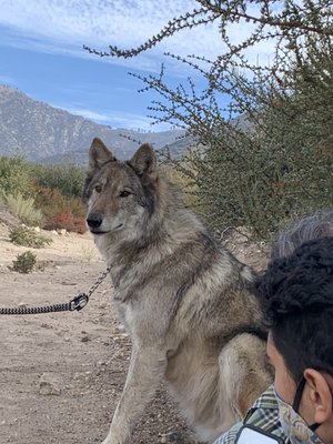 WOLF CONNECTION - Updated October 2024 - 52 Photos & 16 Reviews ...