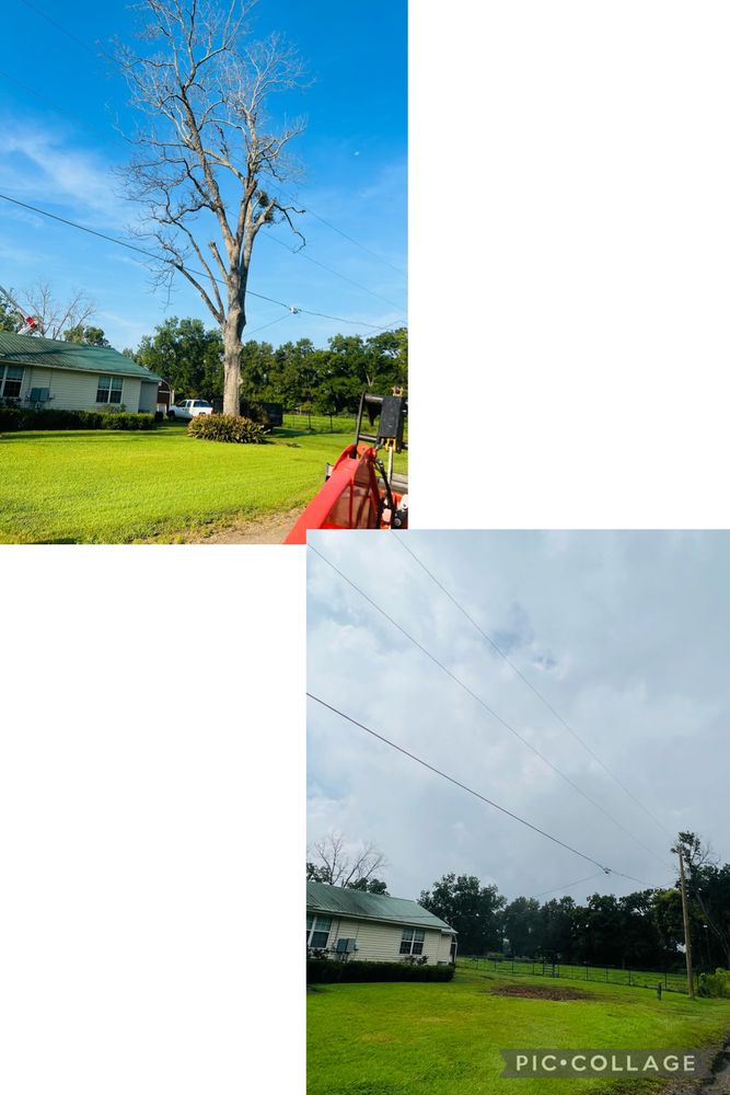 THE TREE SERVICE - Updated August 2025 - Request a Quote - 13 Photos ...