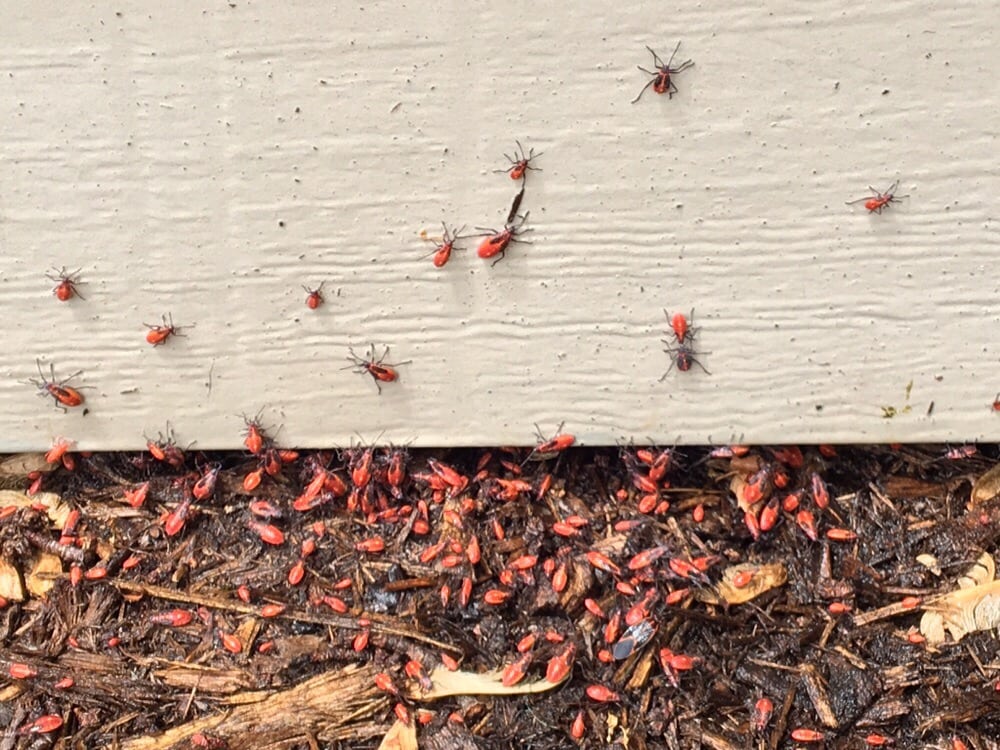 ENVIRO-PRO PROFESSIONAL PEST MANAGEMENT - Updated July 2025 - 29 Photos ...