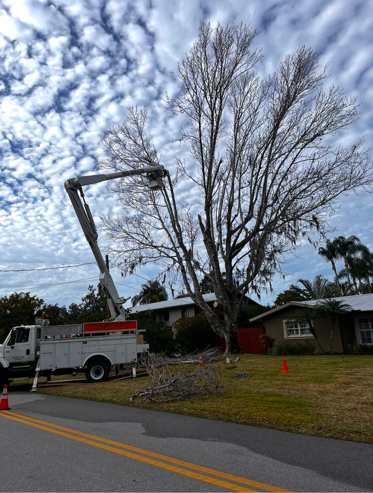 NATE’S TREE SERVICE - Updated December 2025 - 36 Photos - Edwardsburg ...