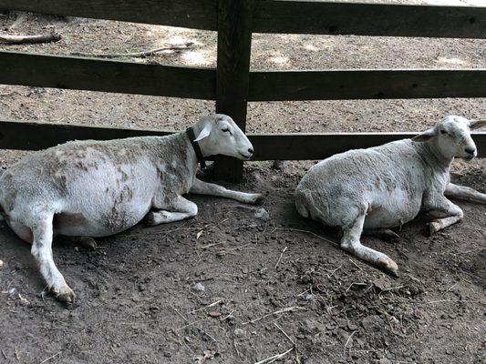 SMILING HILL FARM - Updated September 2024 - 155 Photos & 63 Reviews ...