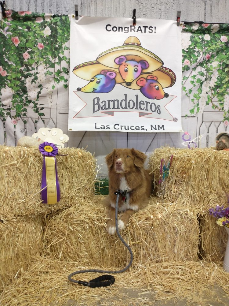 YOUR PET SPACE - Updated March 2025 - 34 Photos & 11 Reviews - 2601 W ...