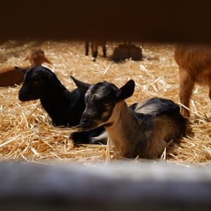 SWANTON BERRY FARM - Updated August 2025 - 1148 Photos & 548 Reviews ...