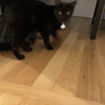 AVALON ANIMAL HOSPITAL - Updated December 2025 - 28 Reviews - 6603 N ...