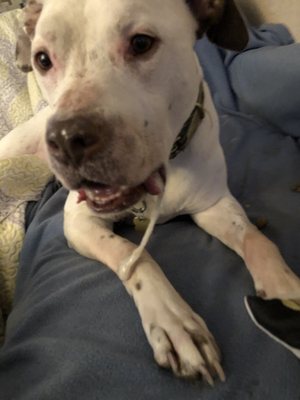 MSPCA ANGELL - 68 Photos & 621 Reviews - Veterinarians - 350 S ...