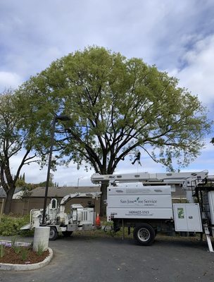 SAN JOSE TREE SERVICE - Updated September 2025 - 105 Photos & 114 ...