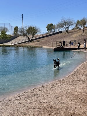 COSMO DOG PARK - Updated March 2025 - 115 Photos & 85 Reviews - 2502 E ...