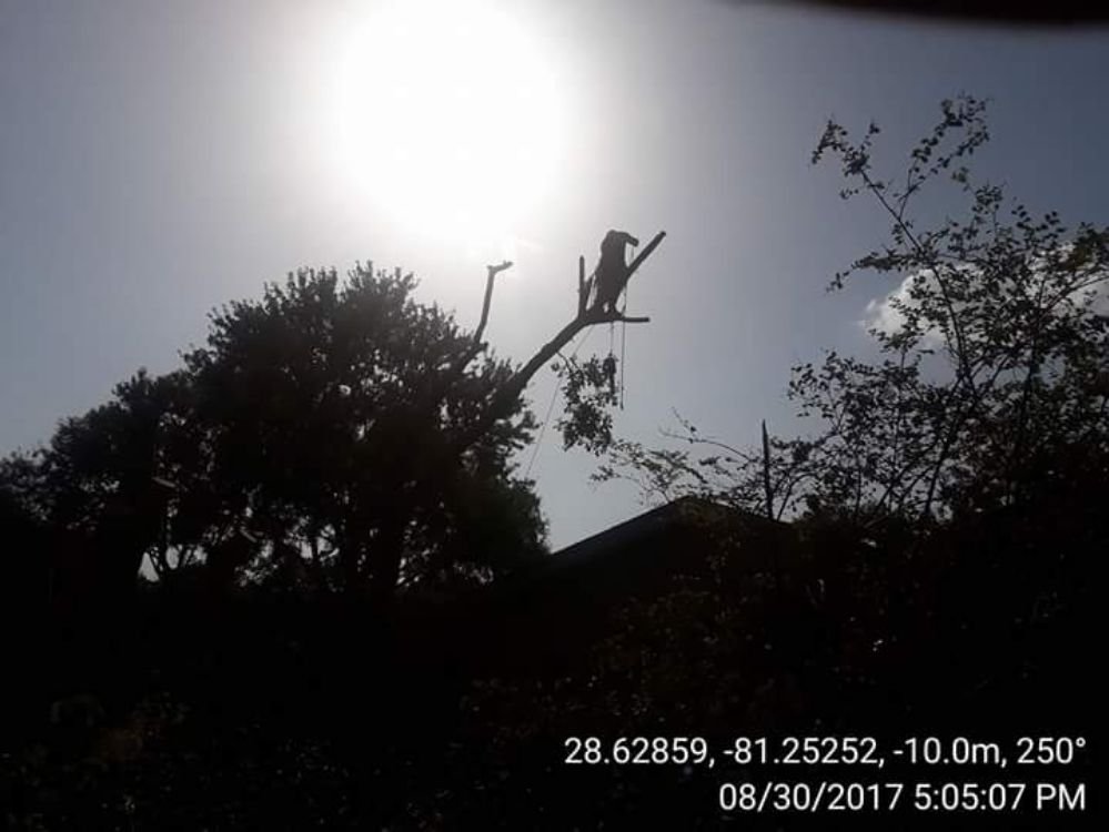 GRS TREE SERVICES - Updated December 2025 - 12 Photos - Winter Springs ...