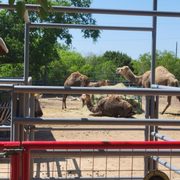 ANIMAL WORLD & SNAKE FARM - 632 Photos & 261 Reviews - 5640 Ih 35 S ...