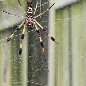 ALLIGATOR ALLEY - Updated December 2025 - 507 Photos & 185 Reviews ...