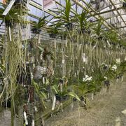 RF ORCHIDS - 633 Photos & 64 Reviews - 28100 SW 182nd Ave, Homestead ...