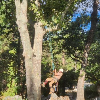 OUT ON A LIMB TREE SERVICE - Updated November 2025 - 23 Photos - Rough ...