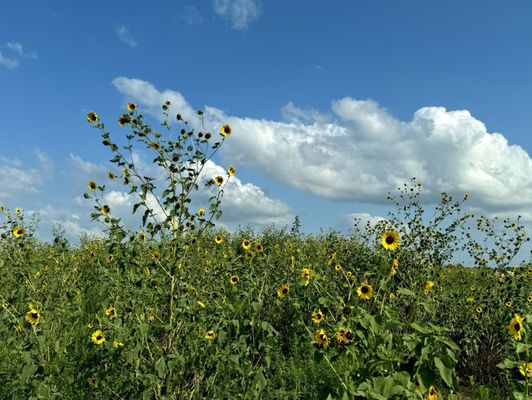 FORT BEND COUNTY LIBRARY FULSHEAR BRANCH - Updated October 2025 - 25 ...