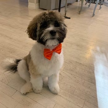 PAWGO - 81 Photos & 126 Reviews - 46 W Hatcher Rd, Phoenix, Arizona ...