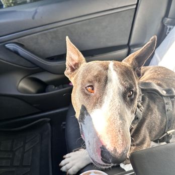 DOWNEY ANIMAL CARE CENTER - 269 Photos & 268 Reviews - 11258 Garfield ...