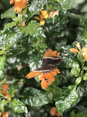 THE SMITHSONIAN BUTTERFLY HABITAT GARDEN - 53 Photos & 13 Reviews ...