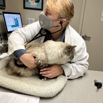 THE CAT HOSPITAL Updated March 2025 59 Photos 247 Reviews 137 E Hamilton Ave Campbell California Veterinarians Phone Number Yelp