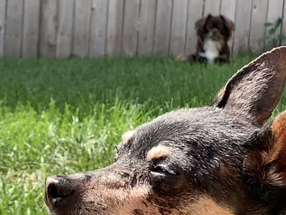 SCOOPA D POOP - Updated December 2025 - Request Information - 10 Photos ...