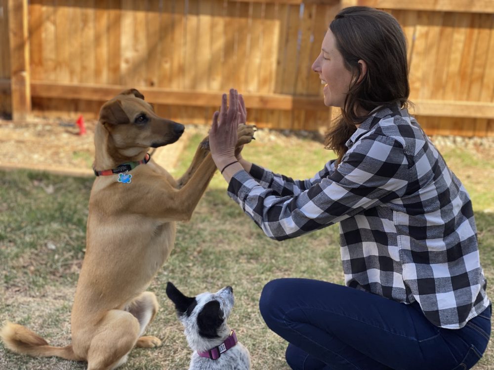 MAGGIE’S CANINE CONNECTION - Request Consultation - Centennial, Colorado - Pet Training - Phone ...